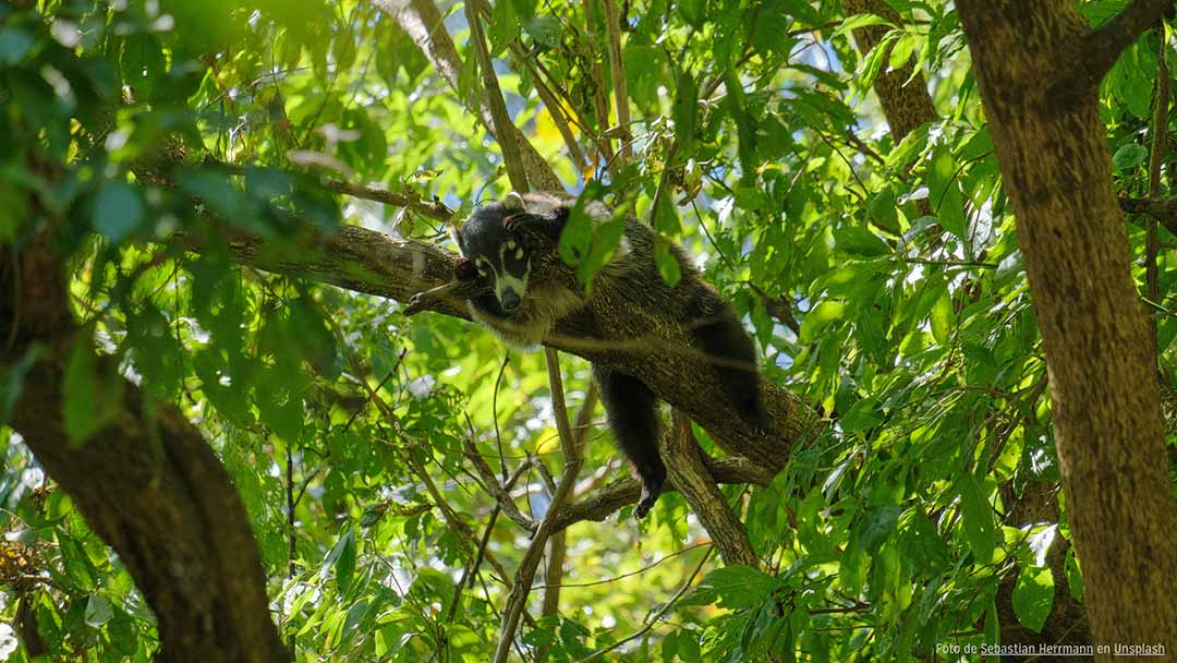 Revelan hallazgos clave sobre la biodiversidad en el Parque Nacional ...